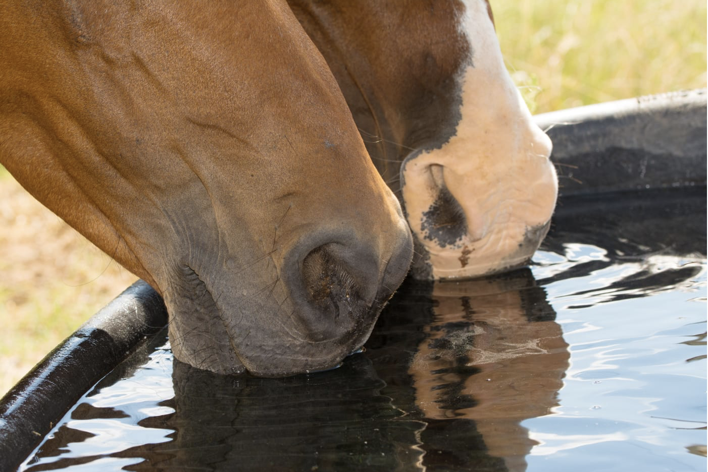 Rehydrating Your Horse After Transport | Majestic Horse Floats